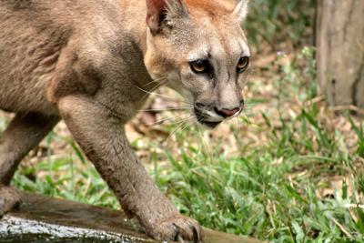 Animal Safety in the Corvallis Area – The Crescent Crier